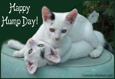 Happy Hump Day Kittens Image: Graphic Comment Meme or GIF